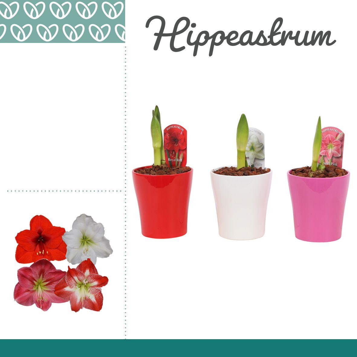 Горшечные растения Антуриум (Anthurium) оптом Amaryllis Mix 1 Knop In ...